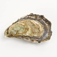 Oesters voor Fijnproevers: Een Gids voor de 9 Beste Oestersoorten rond ...